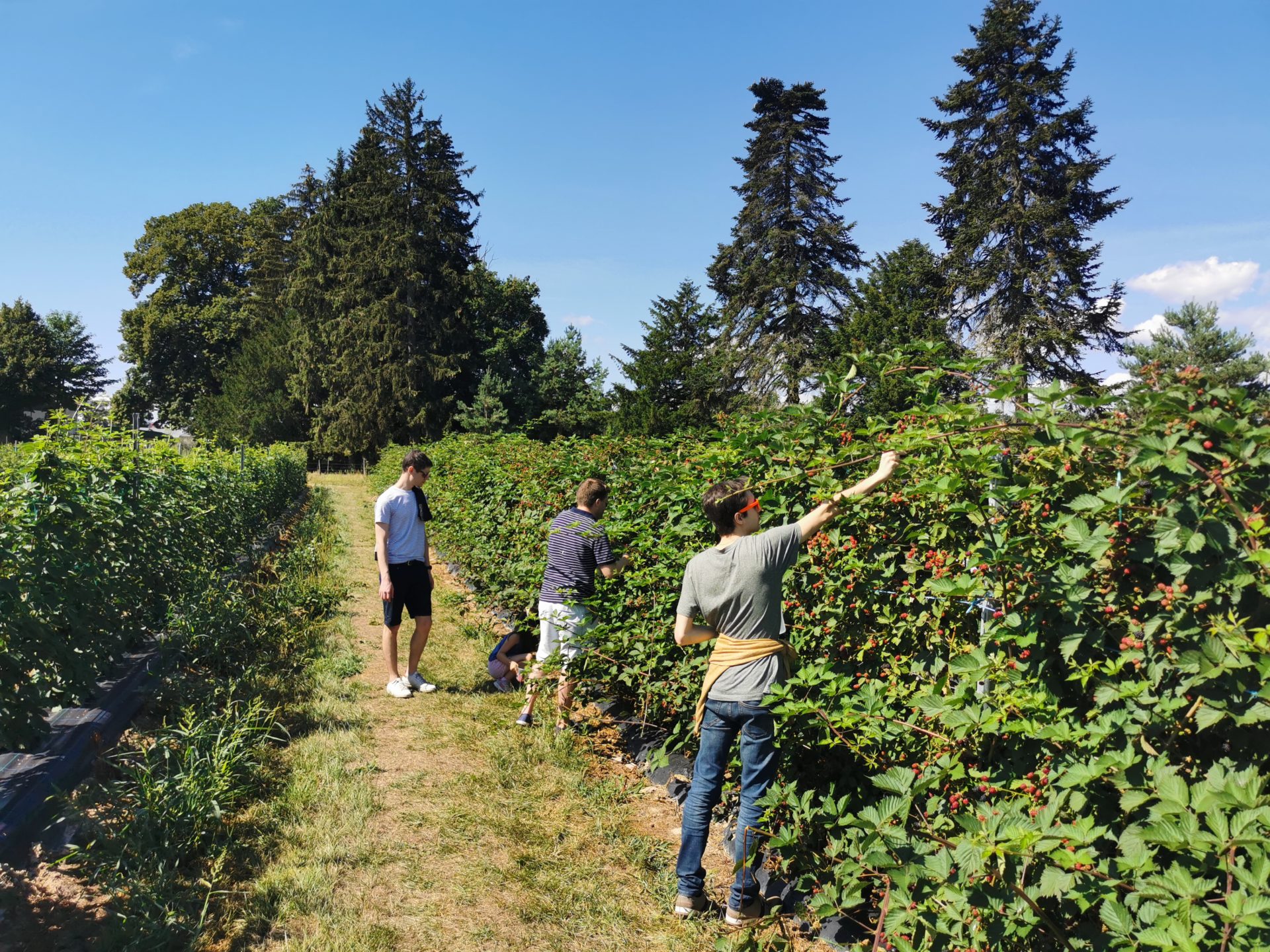 Cueillette de fruits rouges à la Fraisière - Genève pas cher